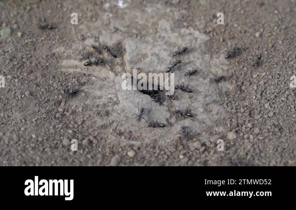 Colony black ants crawling near hole anthill close-up. Together insects ...