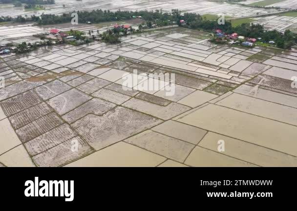 Village rice fields Stock Videos & Footage - HD and 4K Video Clips - Alamy