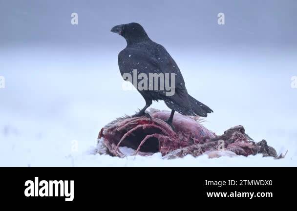 Raven bird Stock Videos & Footage - HD and 4K Video Clips - Alamy