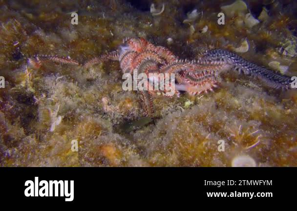 Underwater scene: The new and new Bearded fireworms (Hermodice ...