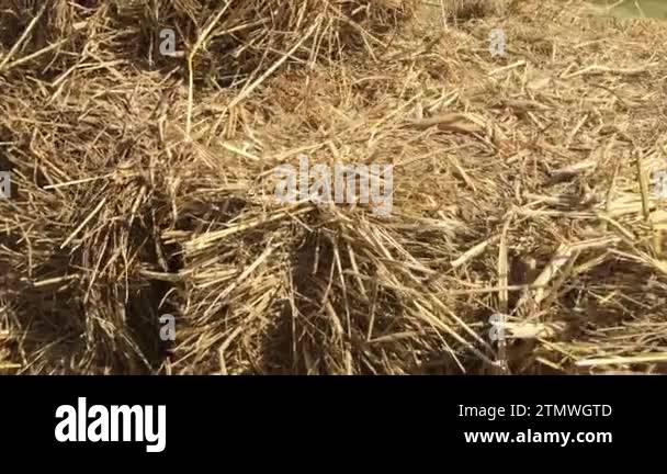 Laying next to each other Stock Videos & Footage - HD and 4K Video ...