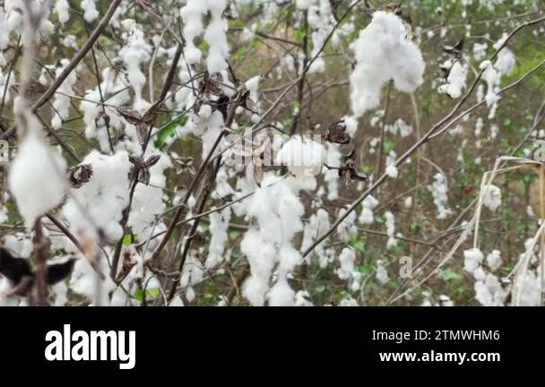 White cotton tree Stock Videos & Footage - HD and 4K Video Clips - Alamy