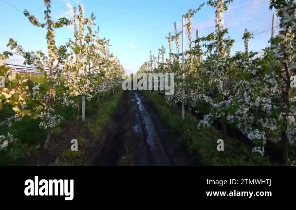 Clone tree Stock Videos & Footage - HD and 4K Video Clips - Alamy