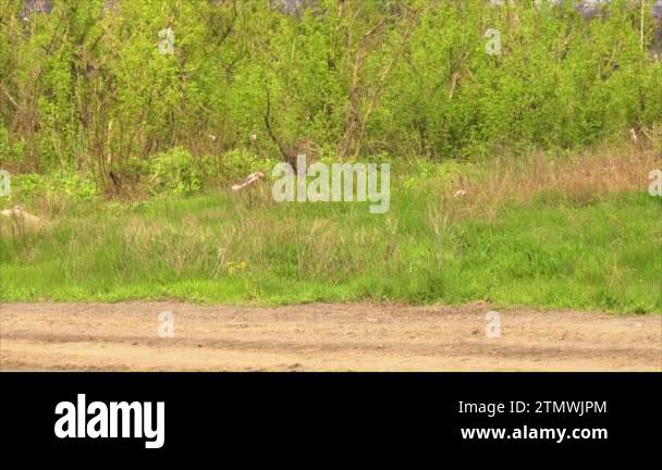 Gunpowder mine Stock Videos & Footage - HD and 4K Video Clips - Alamy