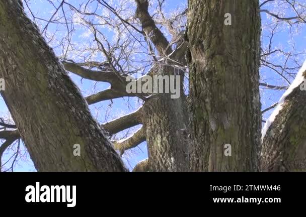 Hoar oak Stock Videos & Footage - HD and 4K Video Clips - Alamy