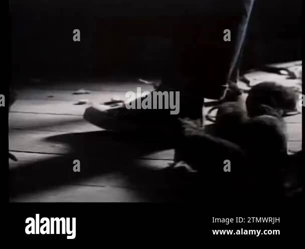 Rat feet Stock Videos & Footage - HD and 4K Video Clips - Alamy