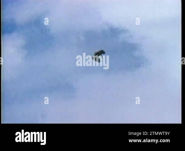 Landing in tree Stock Videos & Footage - HD and 4K Video Clips - Alamy