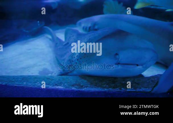 Jaws of Leopard zebra Shark Stegostoma fasciatum . Close up clip of ...