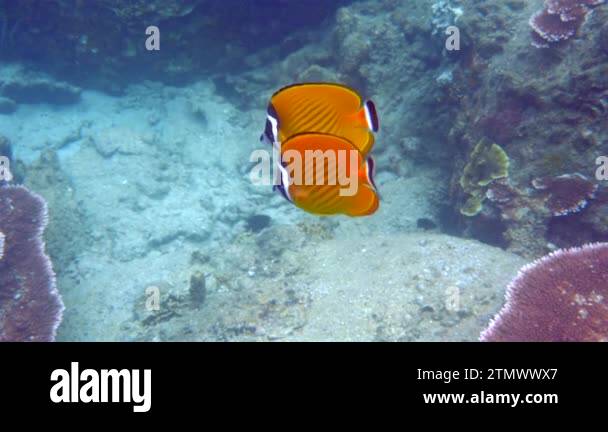 Column of life Stock Videos & Footage - HD and 4K Video Clips - Alamy