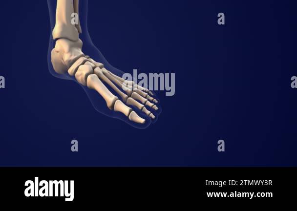 Foot skeletal system Stock Videos & Footage - HD and 4K Video Clips - Alamy
