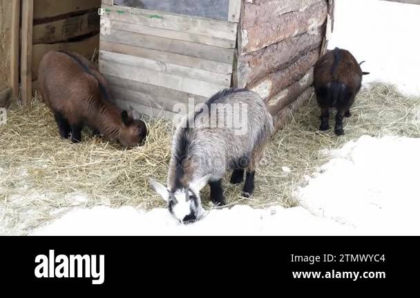 Straw goats Stock Videos & Footage - HD and 4K Video Clips - Alamy