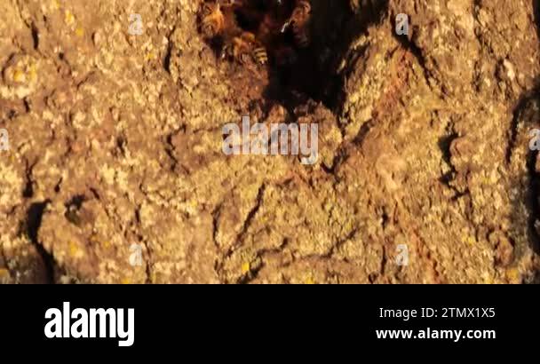 The Buzzing Metropolis: Revealing the Thriving Bee Colony in a Tree ...