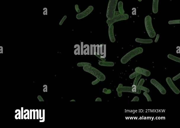Microscopic Bacteria floating under microscope animation in black ...