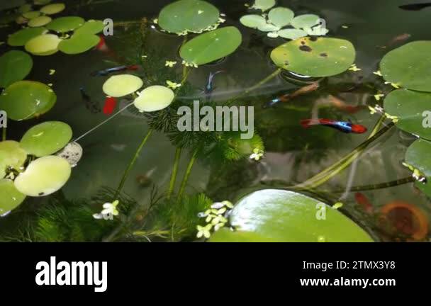 Fancy ornamental fish in the pond with crystal clear water. Colorful ...