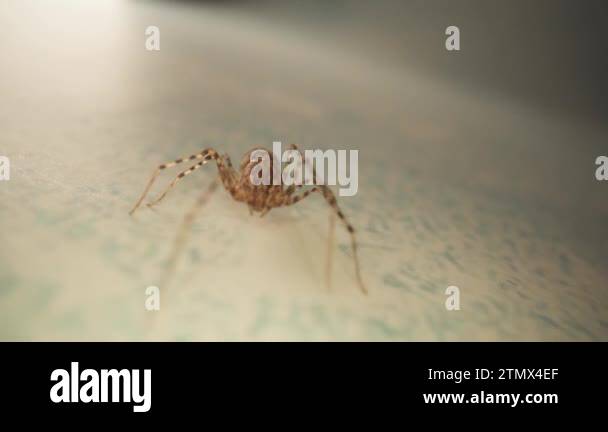 Non venomous insect Stock Videos & Footage - HD and 4K Video Clips - Alamy