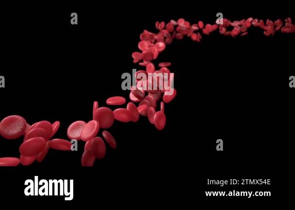 Red Blood Cells Human circulatory system. 3D loop animation of human ...