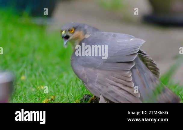 The Eurasian sparrowhawk, also known as the northern sparrowhawk or ...