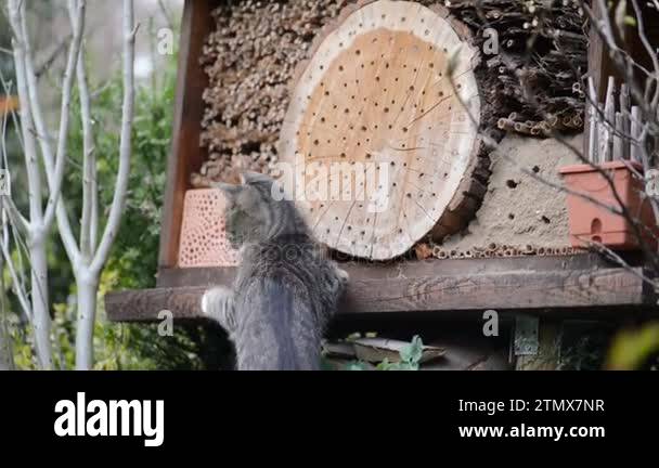 Make your own nest box Stock Videos & Footage - HD and 4K Video Clips - Alamy