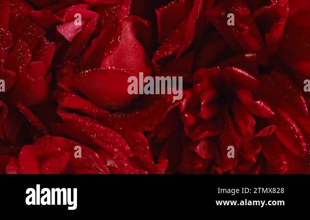 Ruby wedding flower Stock Videos & Footage - HD and 4K Video Clips - Alamy