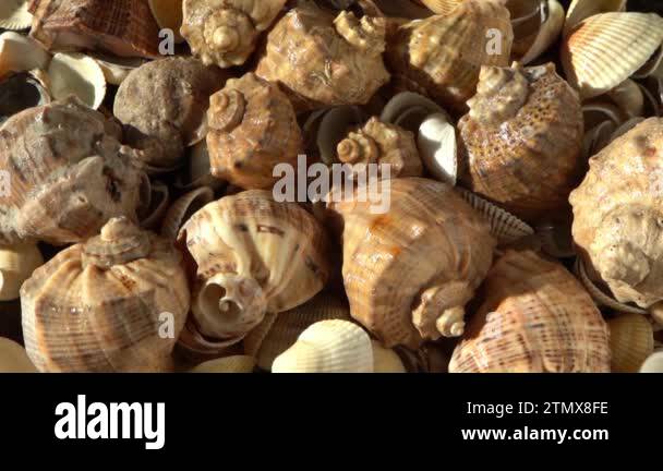 Sea shells on the beach. Summer background. Rapan conch shell top view ...