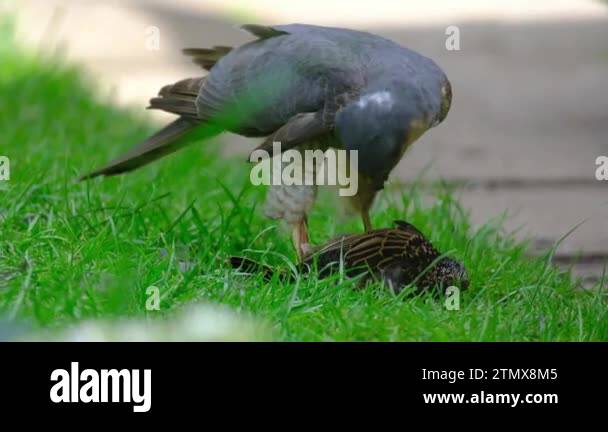 The Eurasian sparrowhawk, also known as the northern sparrowhawk or ...