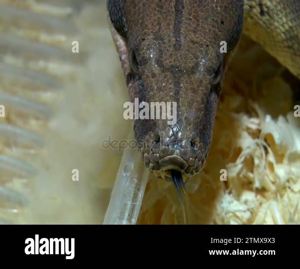 Serpent constrictor Stock Videos & Footage - HD and 4K Video Clips - Alamy
