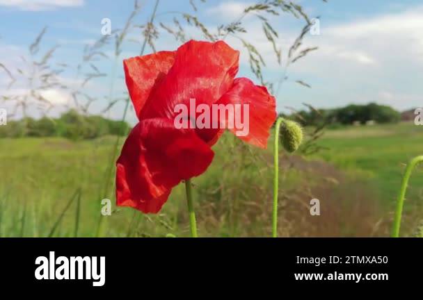 Red fluffy poppy green Stock Videos & Footage - HD and 4K Video Clips ...