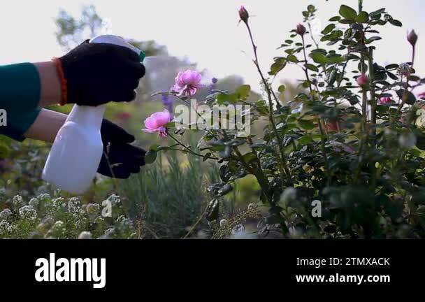 Gardener applies fertilizer on flowering rose. Spraying rose with ...