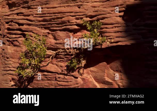 Bush among rocks Stock Videos & Footage - HD and 4K Video Clips - Alamy