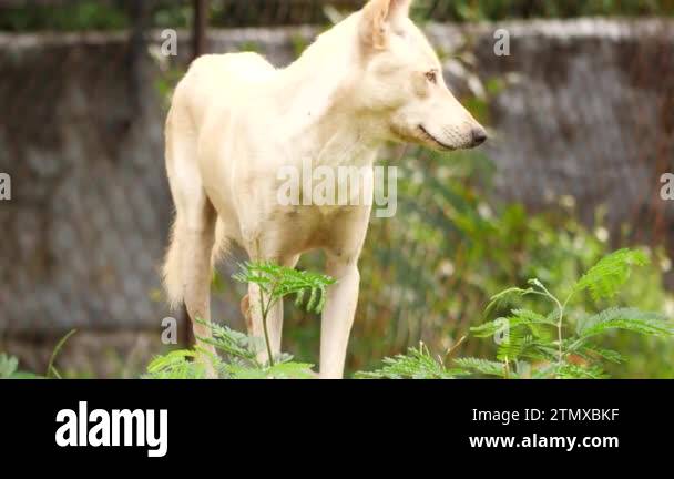 Fox rear view Stock Videos & Footage - HD and 4K Video Clips - Alamy