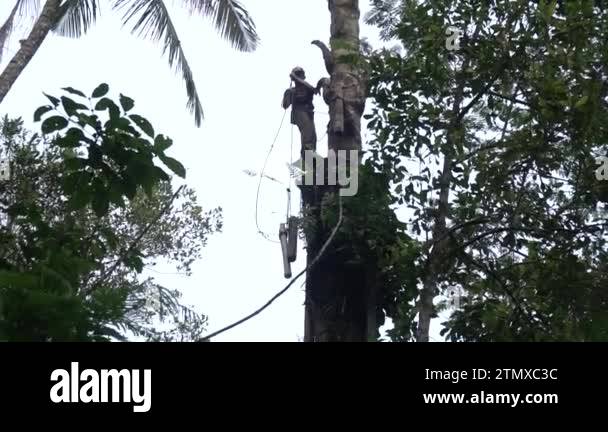 The process of tapping sap manually and traditionally by farmers from ...
