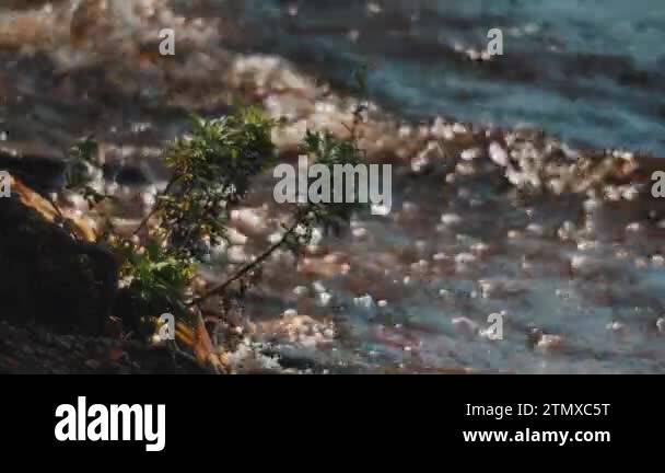 Plant growing on a water shore swinging in wind in front of big waves ...