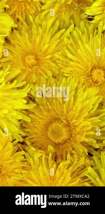 Yellow dandelions Rotate in Vibrant Color it Perfect Backdrop for Your ...