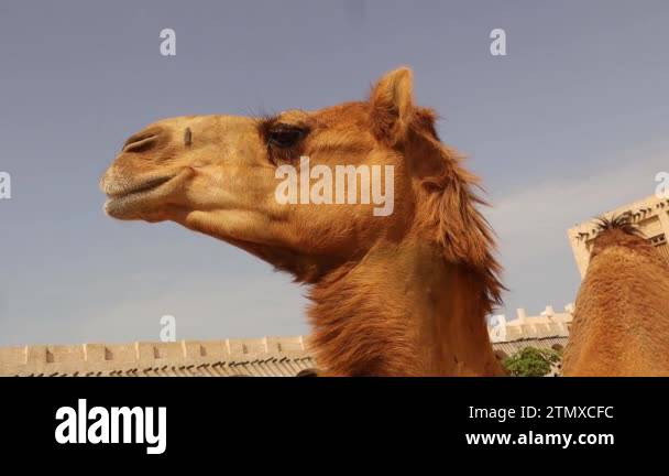 Arabian camel Stock Videos & Footage - HD and 4K Video Clips - Alamy