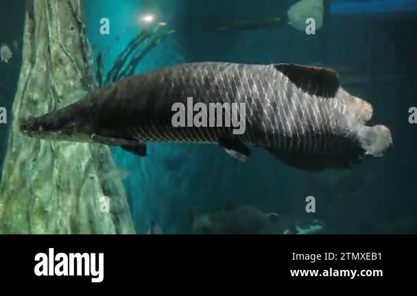 Arapaima gigas. Dangerous fish in Malaysia Stock Video Footage - Alamy