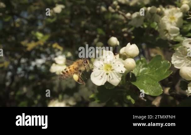 Plant pollen flying Stock Videos & Footage - HD and 4K Video Clips - Alamy