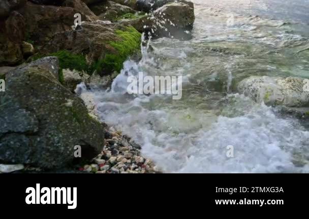 Rocky tropical beach algae Stock Videos & Footage - HD and 4K Video Clips - Alamy