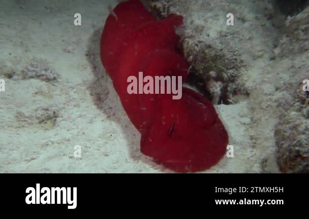 Spanish dancer nudibranchs underwater in Red sea Stock Video Footage ...