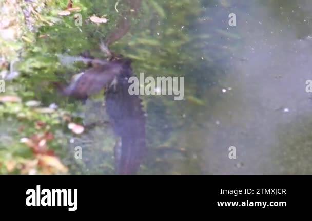 Mating couple of great crested newts or mating salamanders in garden ...