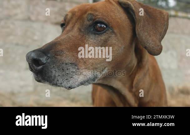 Portrait big dog Stock Videos & Footage - HD and 4K Video Clips - Alamy