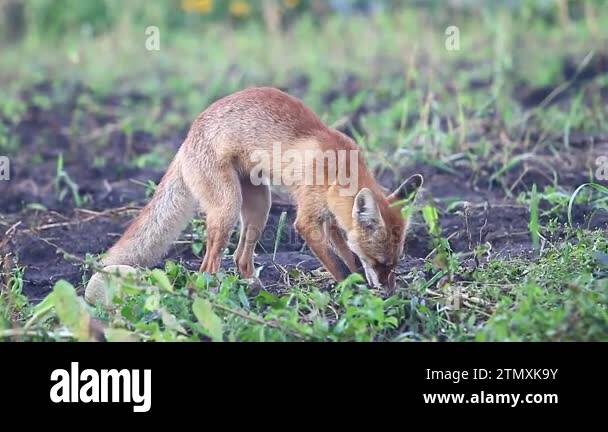 Field mouse family Stock Videos & Footage - HD and 4K Video Clips - Alamy