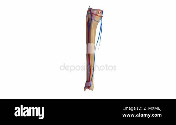 Tibia and Fibula Ligaments, Arteries and Veins Stock Video Footage - Alamy