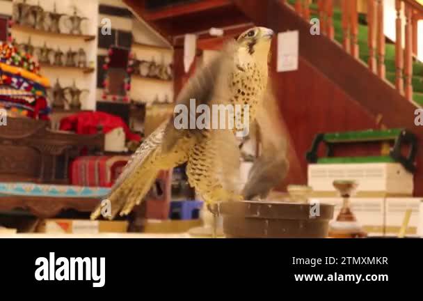 Falconry qatar Stock Videos & Footage - HD and 4K Video Clips - Alamy