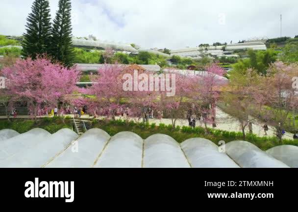 Da Lat, Vietnam - January 23rd, 2023: Rows of wild sakura trees planted ...