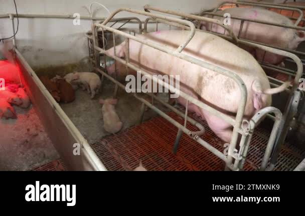 Animal farm with pink pigs and sows in gestation crates. Livestock ...