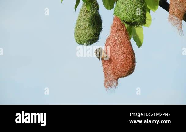 Baya WeaverA small bird with beautiful feathers and bright colors. The ...