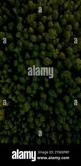 Marvel at the majestic aerial view of the dark forest and enigmatic ...
