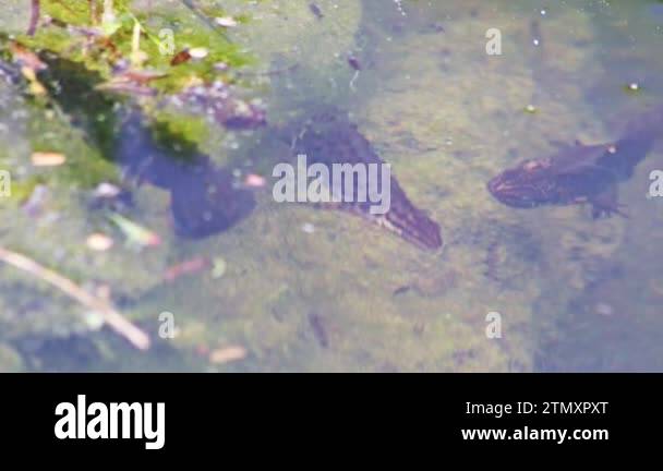 Mating Couple Of Great Crested Newts Or Mating Salamanders In Garden Pond Mating Season Show