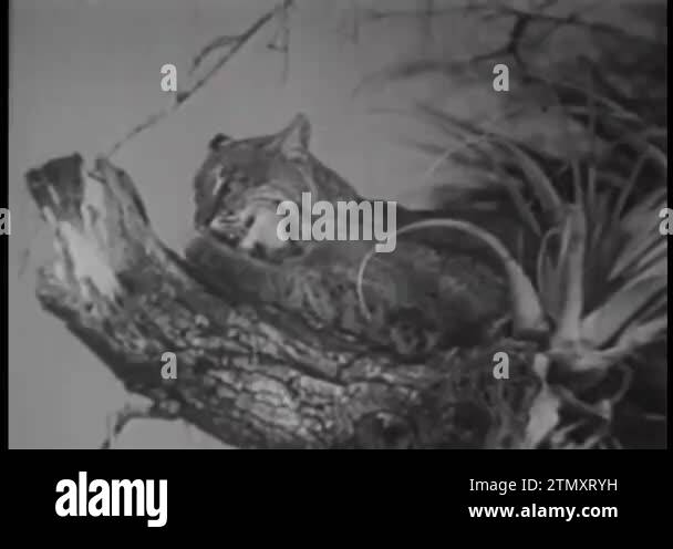 Bobcat sitting Stock Videos & Footage - HD and 4K Video Clips - Alamy