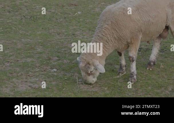 Wool agriculture Stock Videos & Footage - HD and 4K Video Clips - Alamy
